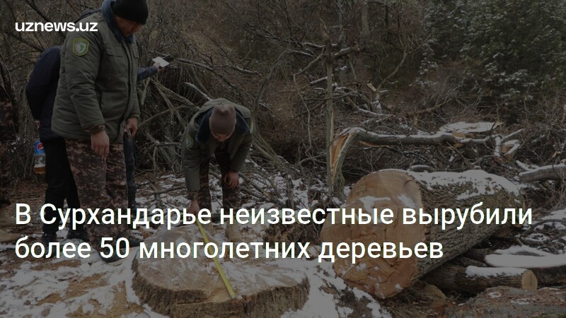В Сурхандарье неизвестные вырубили более 50 многолетних деревьев - UzNews.uz