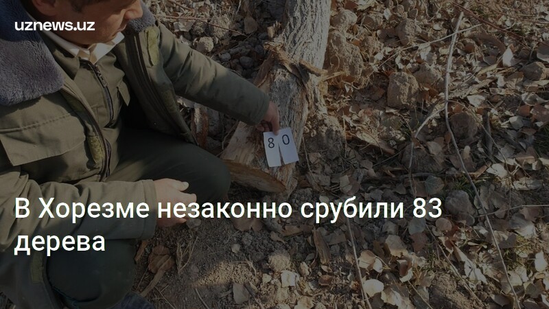 В Хорезме незаконно срубили 83 дерева - UzNews.uz