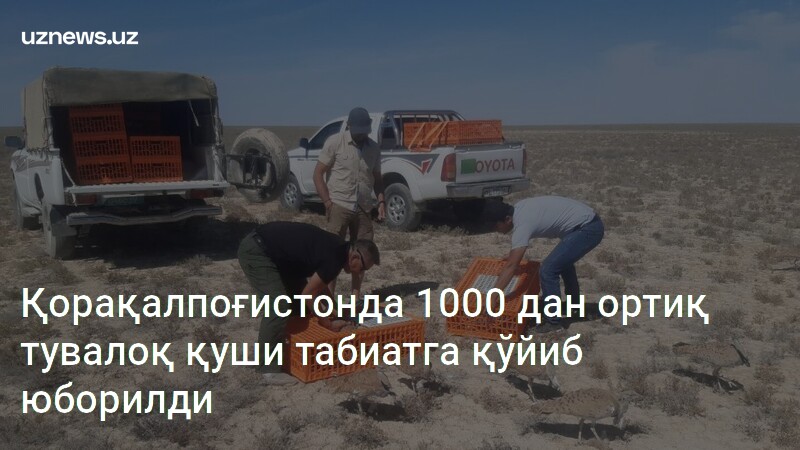 Қорақалпоғистонда 1000 дан ортиқ тувалоқ қуши табиатга қўйиб юборилди - UzNews.uz