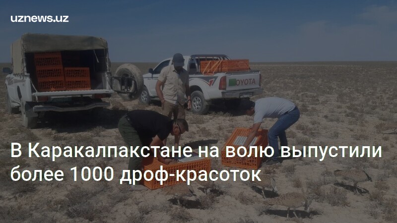 В Каракалпакстане на волю выпустили более 1000 дроф-красоток - UzNews.uz