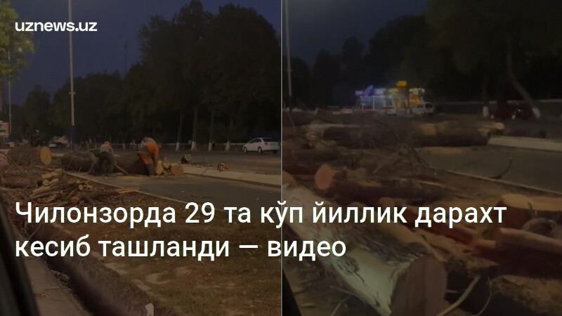 Чилонзорда 29 та кўп йиллик дарахт кесиб ташланди — видео - UzNews.uz