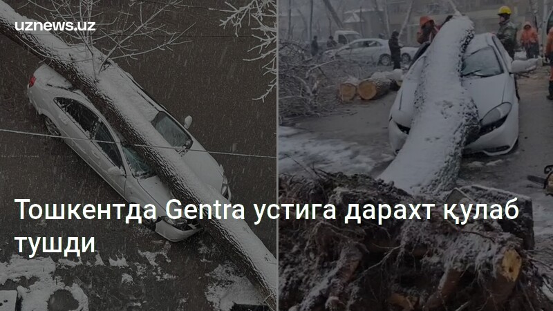 Тошкентда Gentra устига дарахт қулаб тушди - UzNews.uz