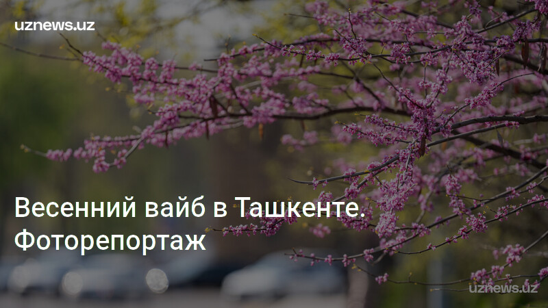 Весенний вайб в Ташкенте. Фоторепортаж - UzNews.uz