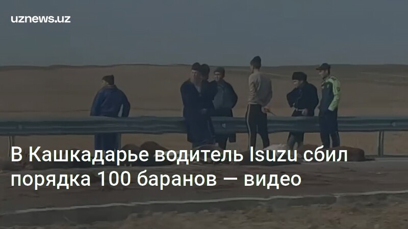 В Кашкадарье водитель Isuzu сбил порядка 100 баранов — видео - UzNews.uz
