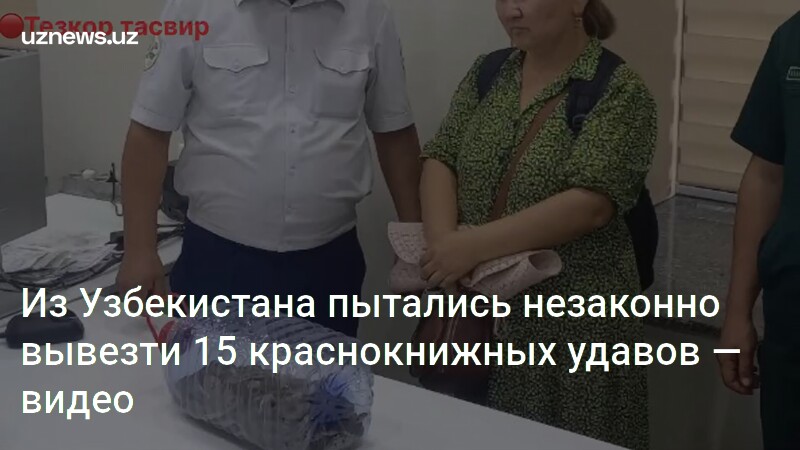 Из Узбекистана пытались незаконно вывезти 15 краснокнижных удавов — видео - UzNews.uz