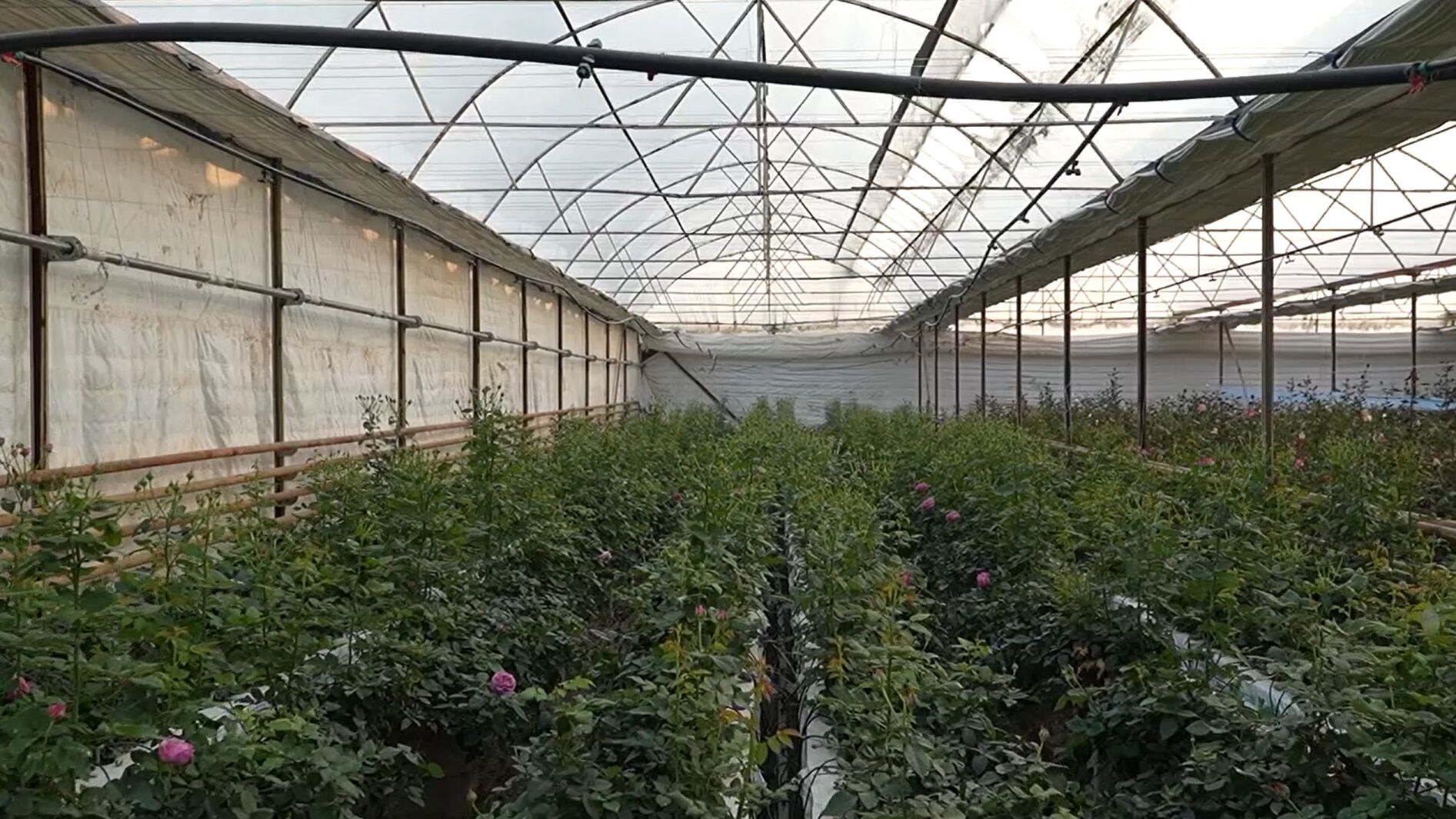 В Ташкенте начали заключать договоры на поставку газа тепличным хозяйствам - UzNews.uz